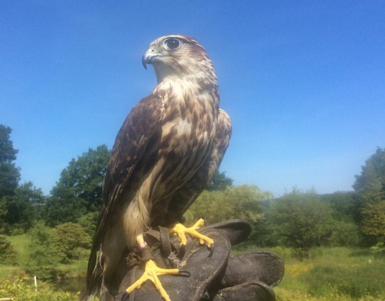 Meet The Birds - Kintail Birds of Prey, Argyll